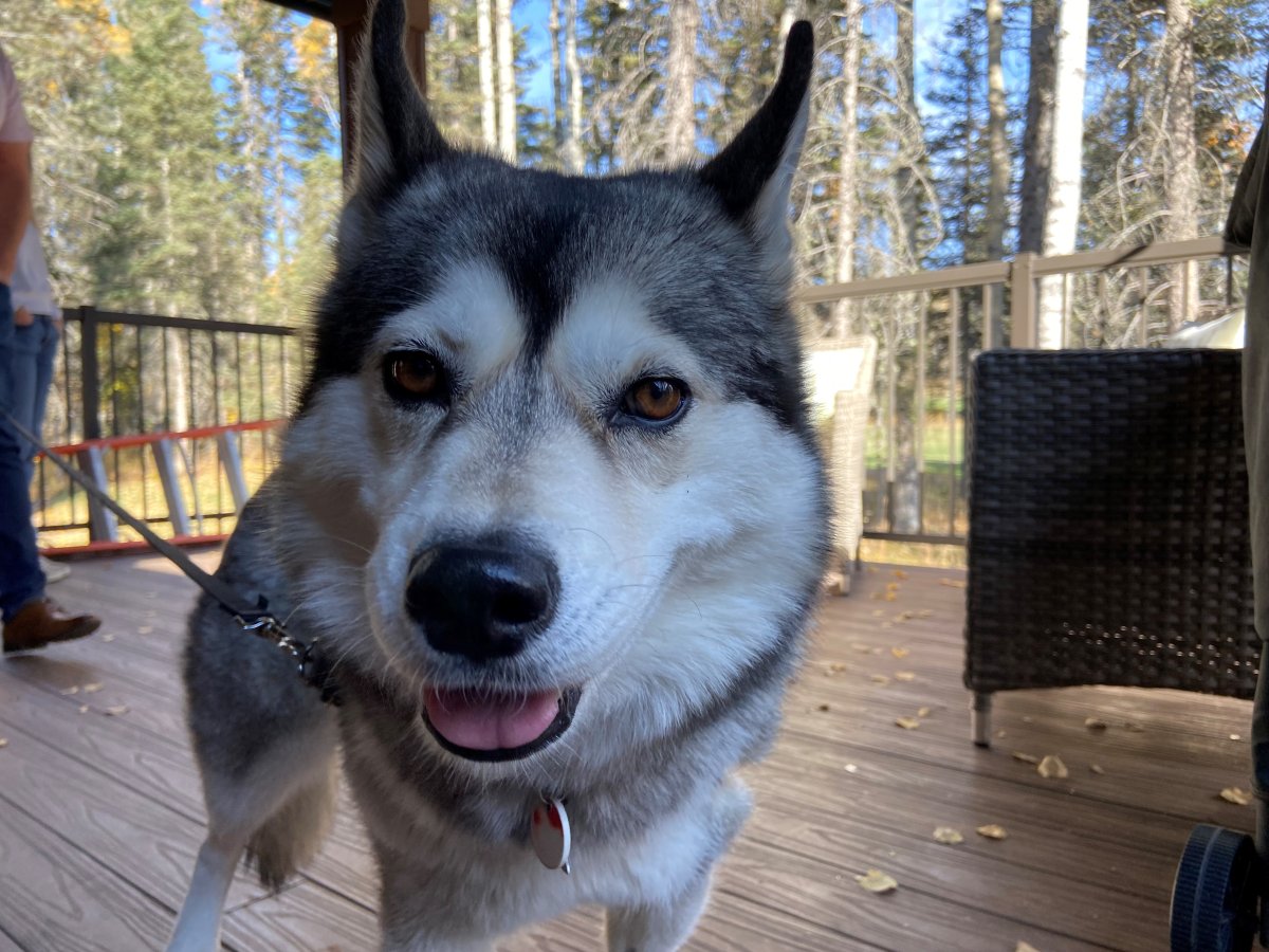 Lost husky reunites with family after strangers’ incredible efforts to ...