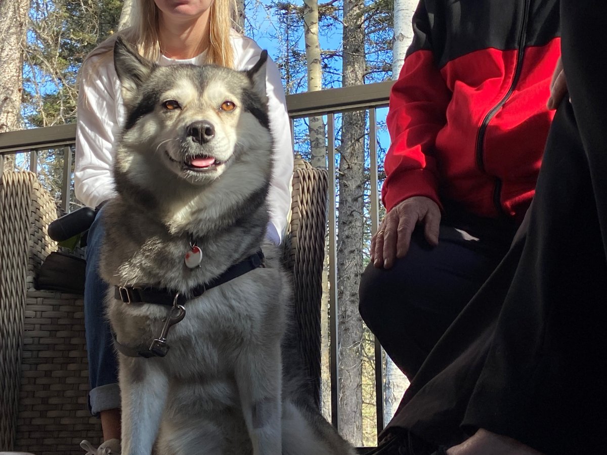 Lost husky reunites with family after strangers’ incredible efforts to ...