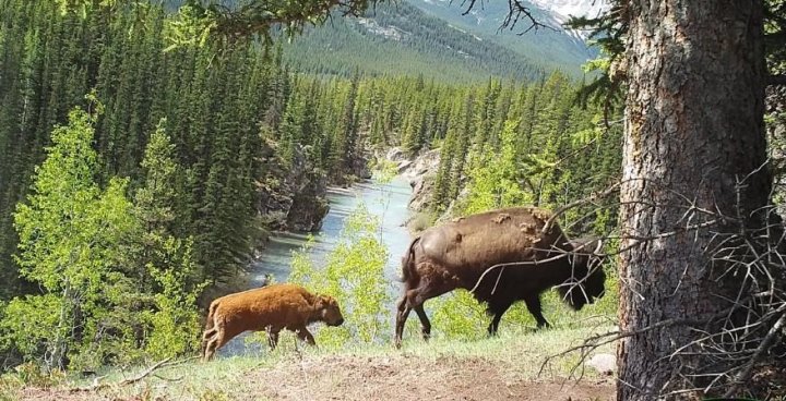 Banff National Park considers next steps for bison herd reintroduced ...
