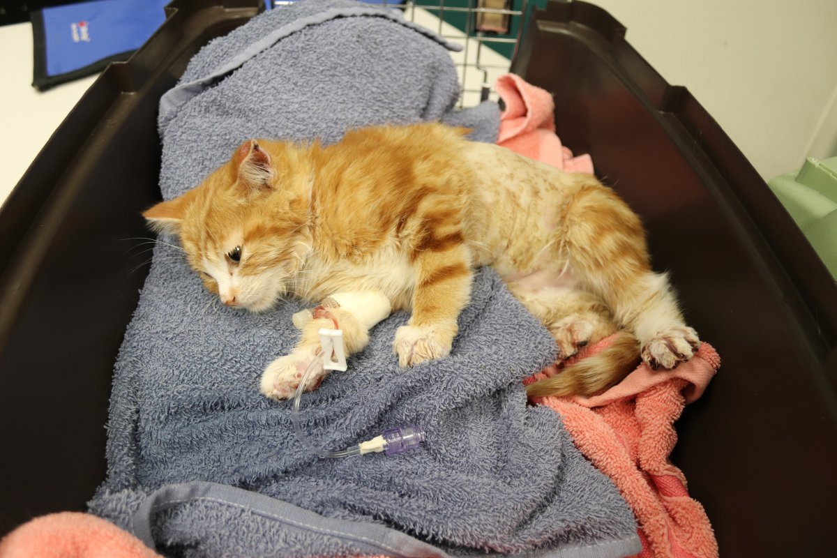 Cat survived abuse and now wears sweaters to protect severe burn scars ...