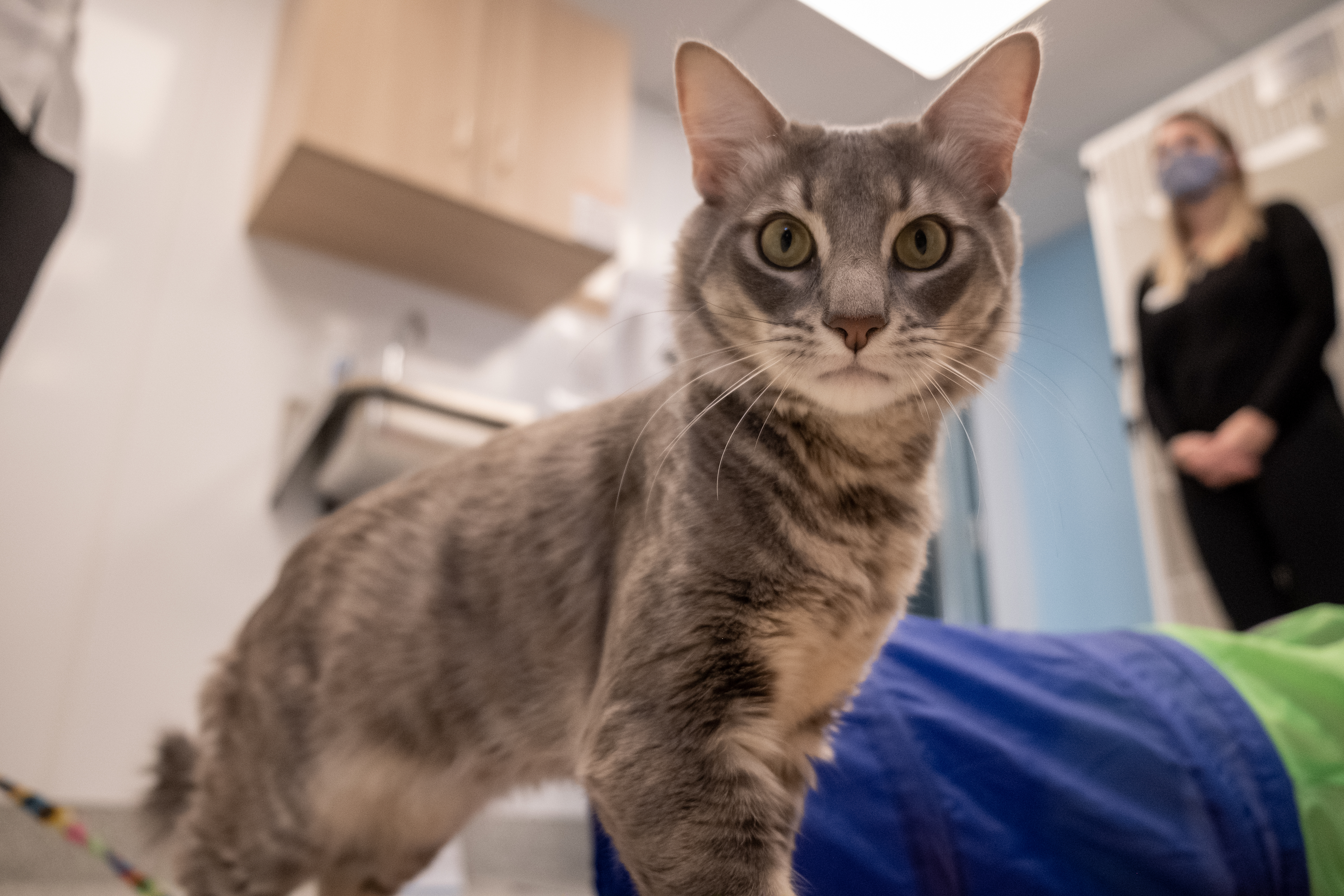 TELUS Health MyPet teams with BC SPCA for province-wide virtual pet ...