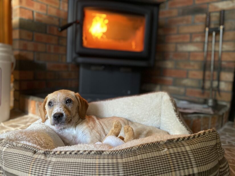 Puppy left in planter outside BC SPCA office had mange, infections and ...