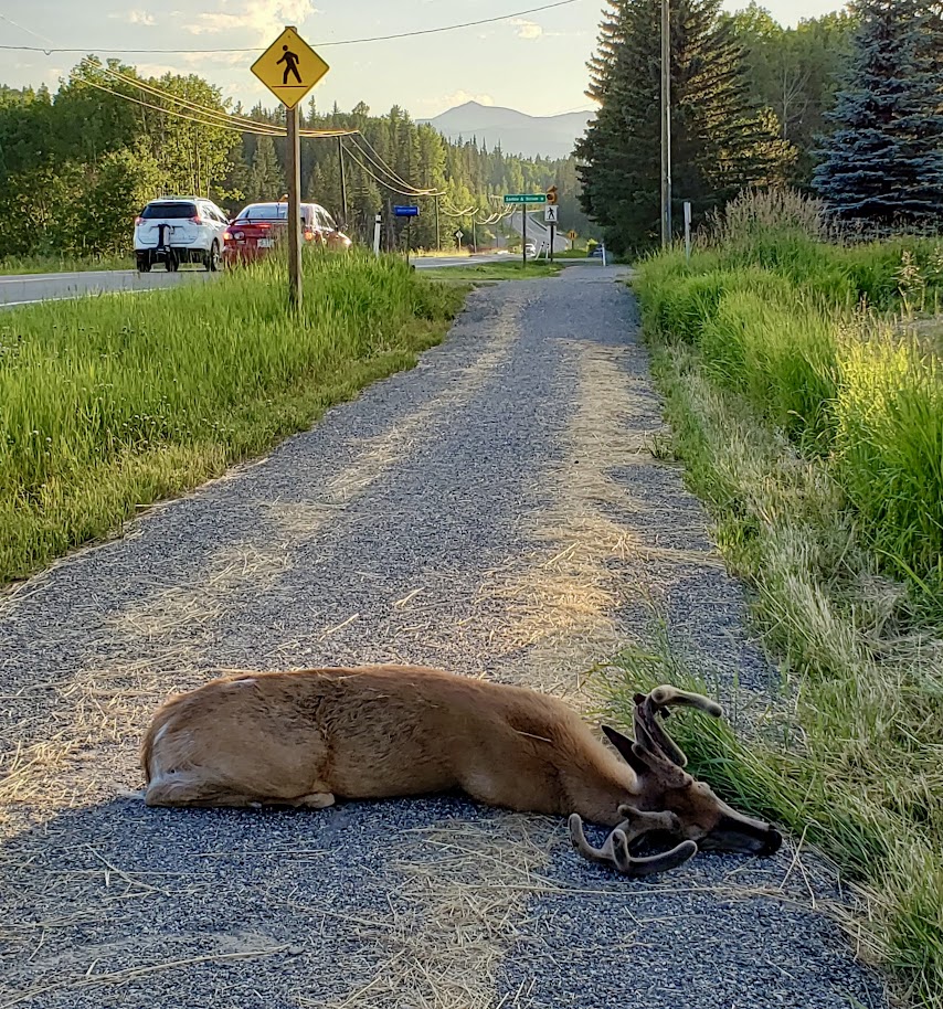 Time change, mating season a dangerous combo on Alberta highways ...