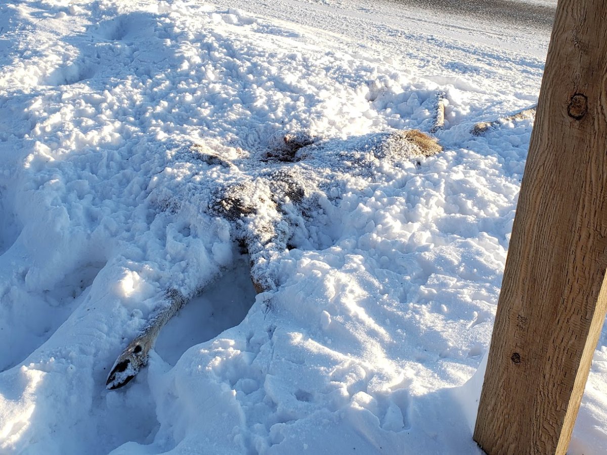 Time change, mating season a dangerous combo on Alberta highways ...