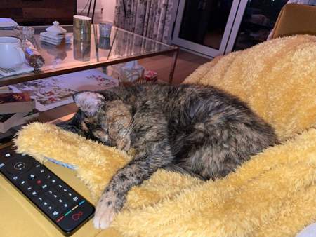 Meet Flossie: At almost 27, this is the world’s oldest living cat ...