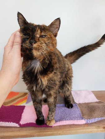 Meet Flossie: At almost 27, this is the world’s oldest living cat ...
