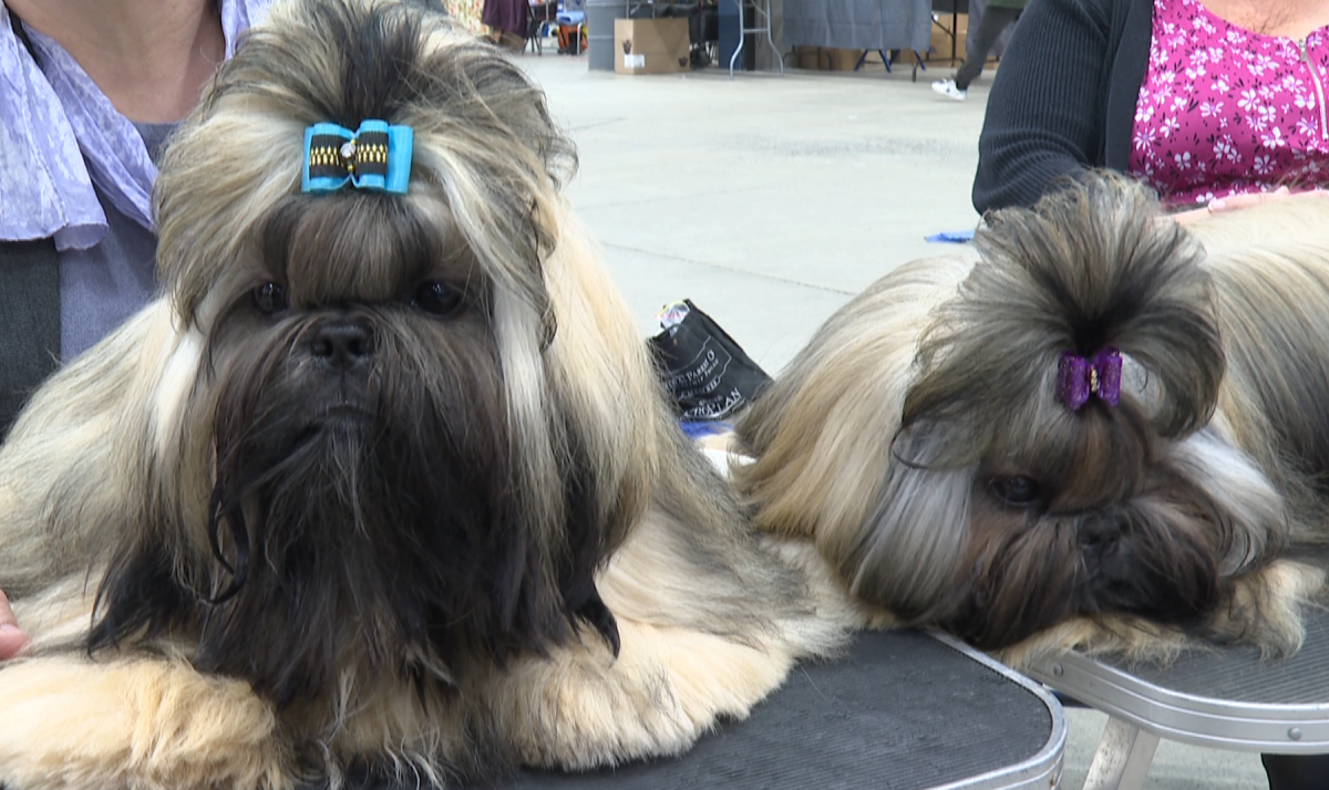 Participants from all over Canada vie for top dog at Moncton Kennel ...