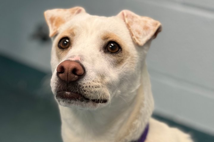 Humane society issues plea to get dozens of dogs adopted in Kitchener ...