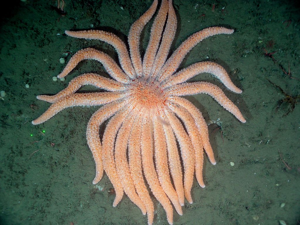 Sunflower sea star population declining to the ‘point of extinction’: U ...
