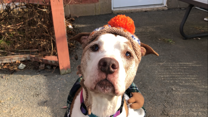 Nova Scotia SPCA reports demand for services up amid high cost of ...