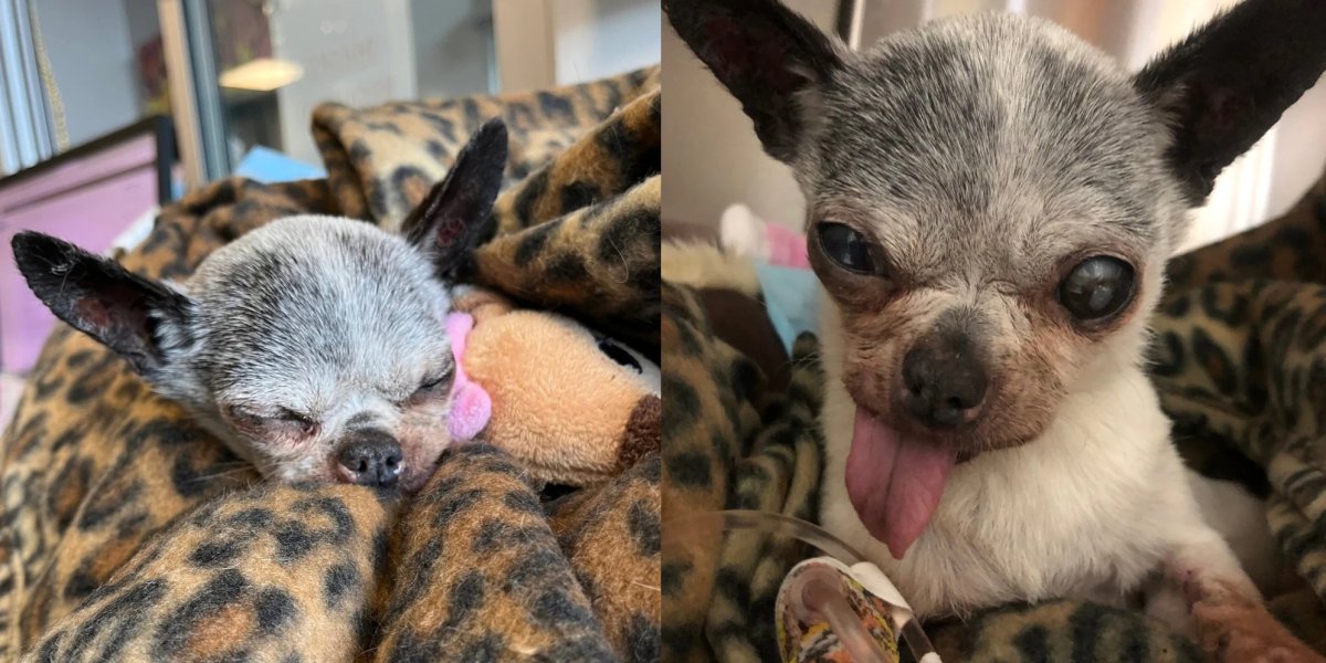 ‘Christmas miracle’: Senior Chihuahua missing for 3 years reunited with ...