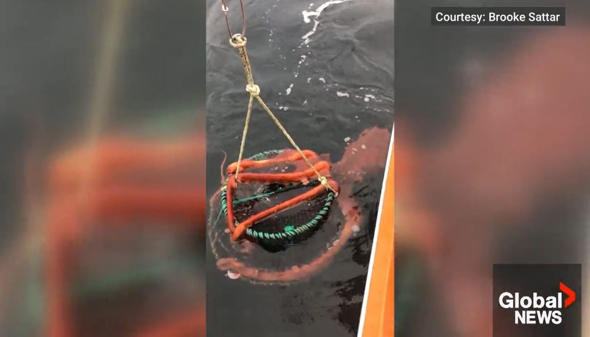 What a catch! B.C. viral video captures northern giant Pacific octopus ...
