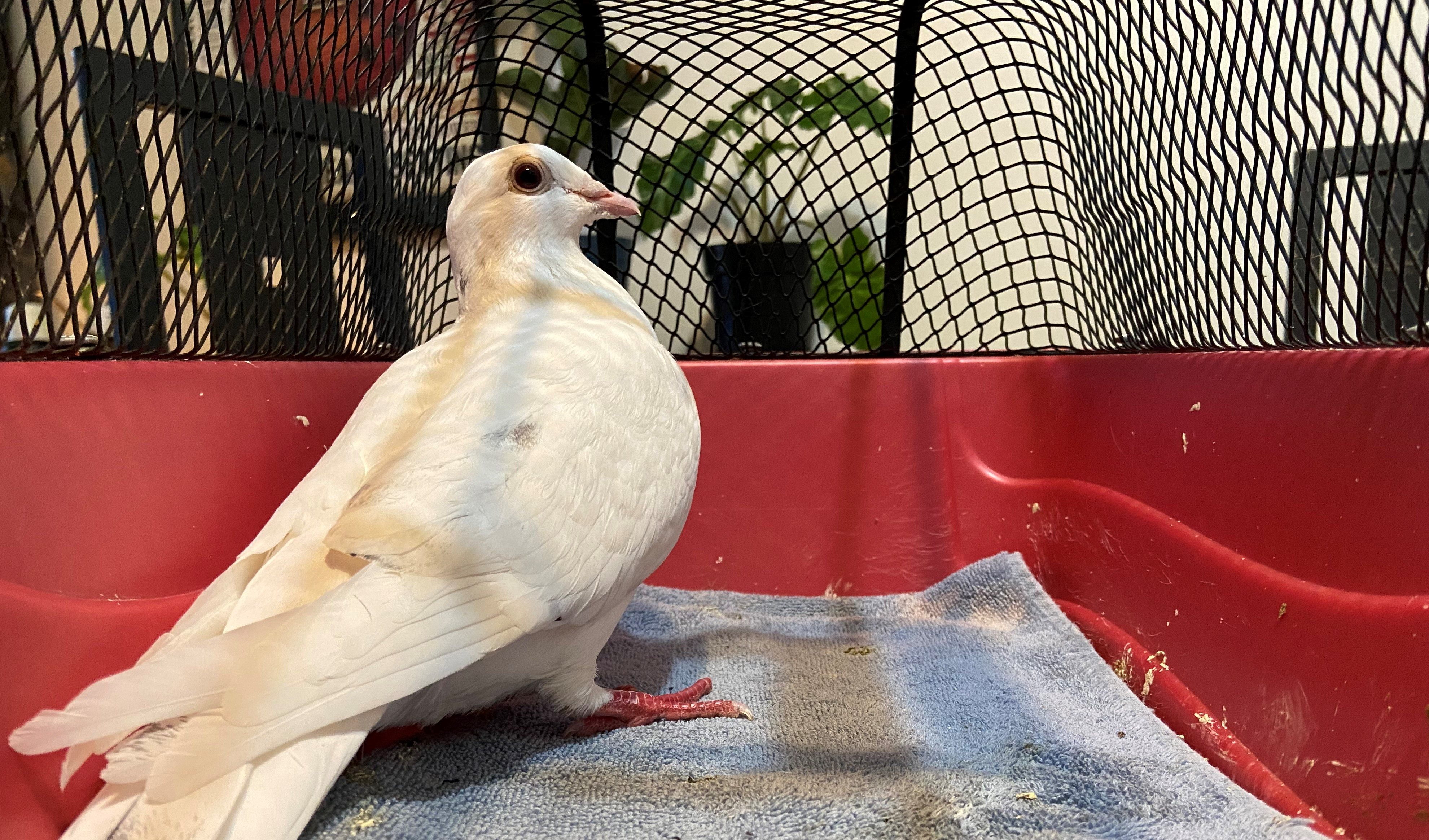 Lost pigeon flew the coop, finding her way from France to Calgary ...