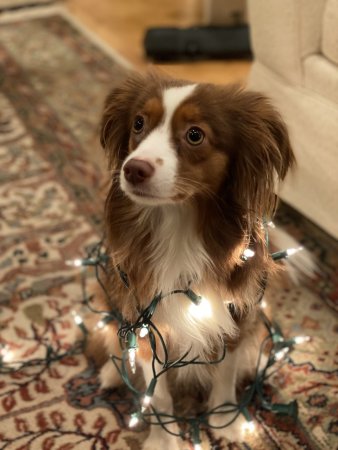 Deck the halls with fur and fluff — Global readers share holiday pet ...