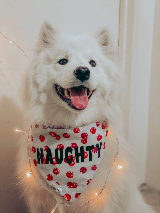 Deck the halls with fur and fluff — Global readers share holiday pet ...