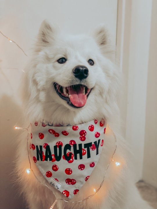 Deck the halls with fur and fluff — Global readers share holiday pet ...