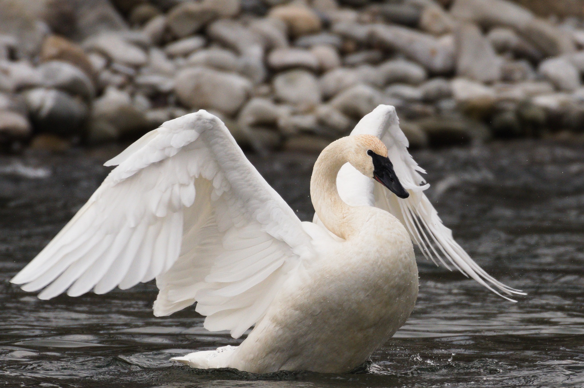 BC photographers give an up-close look at Trumpeter Swans - Okanagan ...