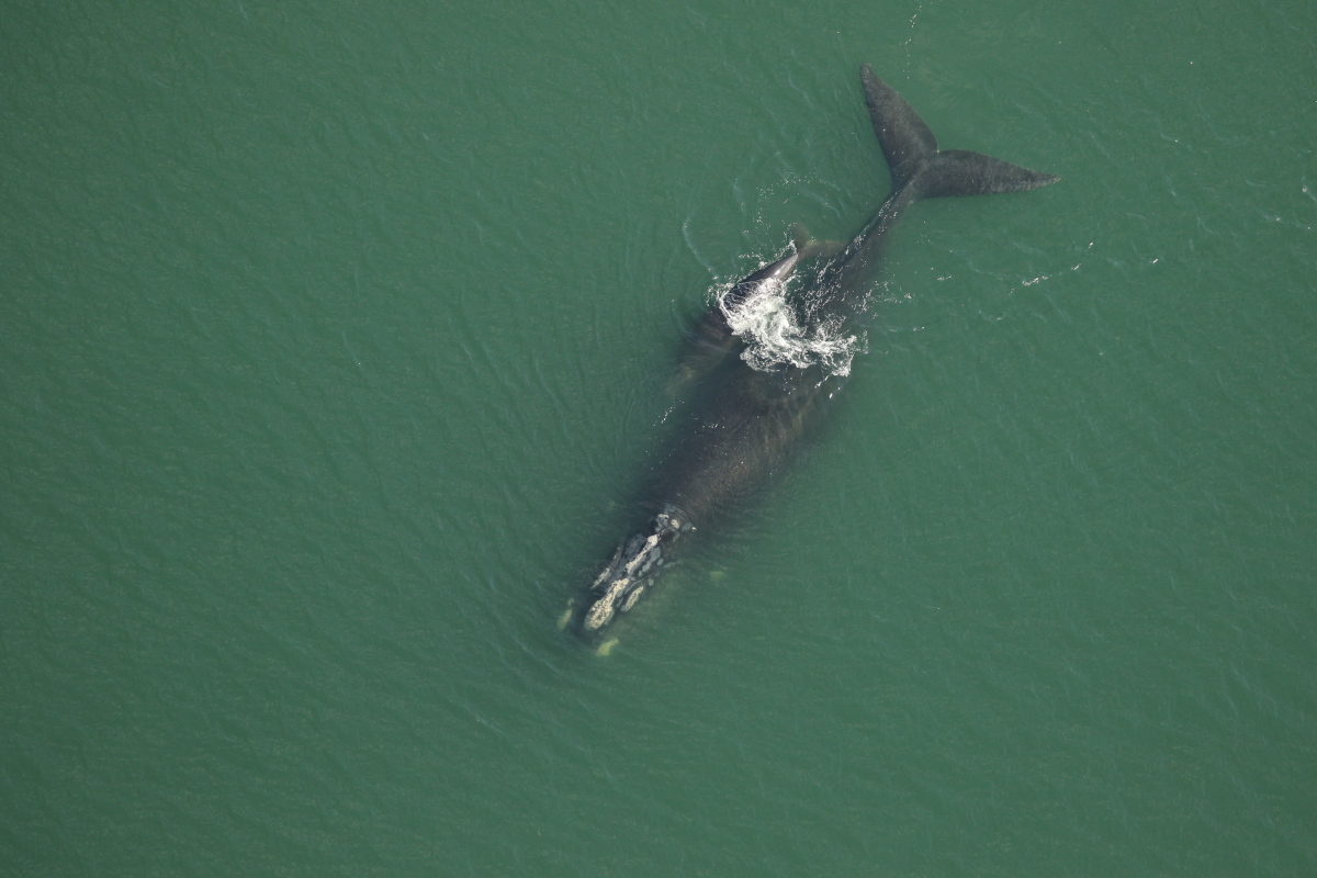 Nine right whale calves spotted in Atlantic Ocean: researchers - New ...
