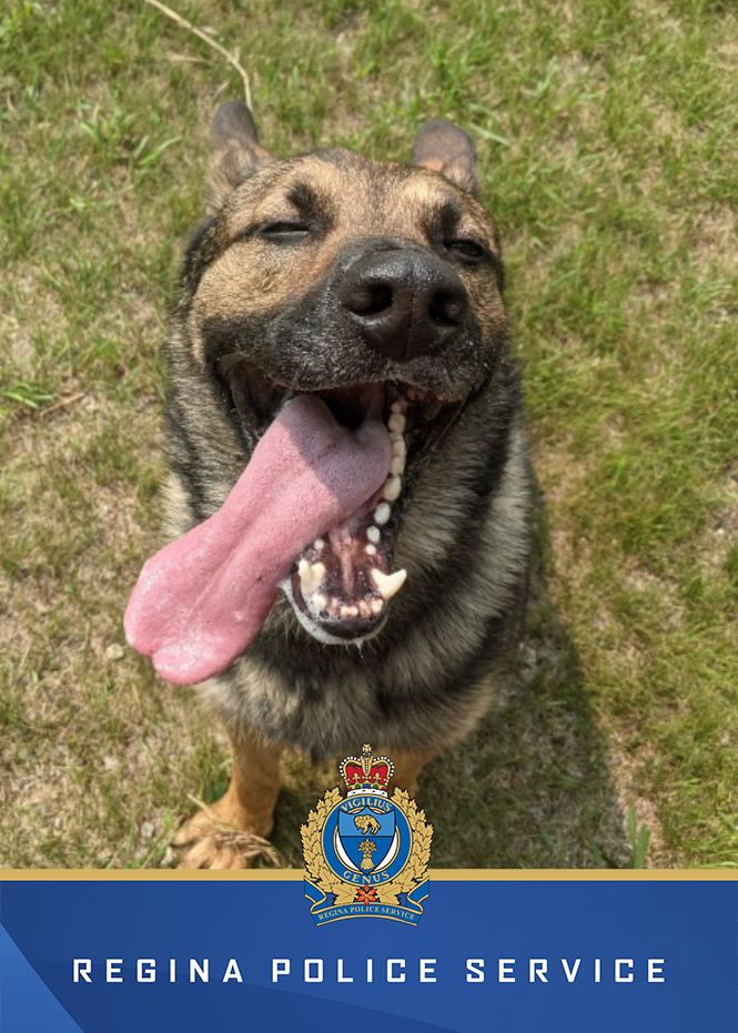Luka the Dog of Regina Police Service dies; handler reflects on his ...