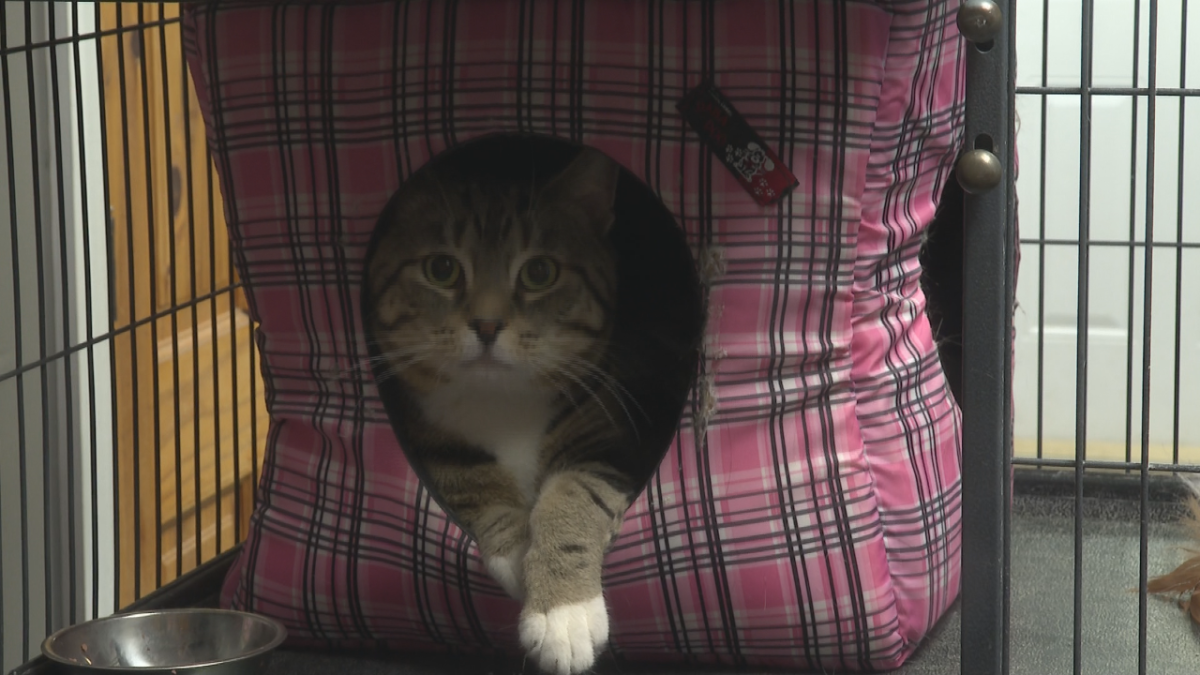 Oromocto SPCA cat Max goes viral for his ‘spicy’ attitude | Globalnews.ca