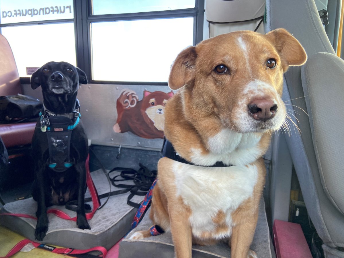 Canine commute to dog park on Calgary school bus making tails wag with ...