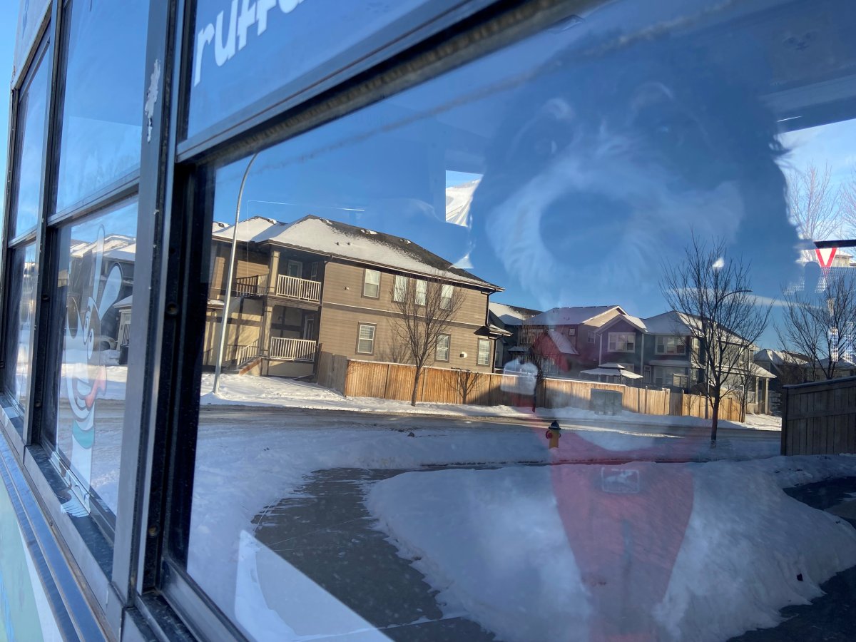 Canine commute to dog park on Calgary school bus making tails wag with ...