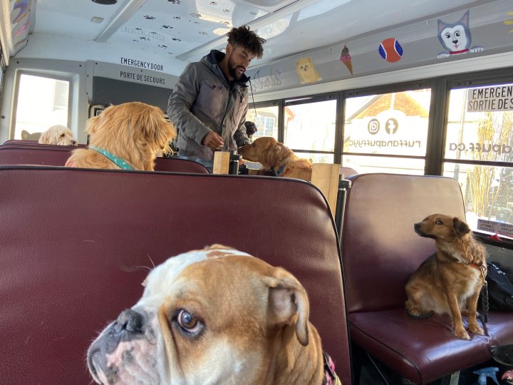 Canine commute to dog park on Calgary school bus making tails wag with ...