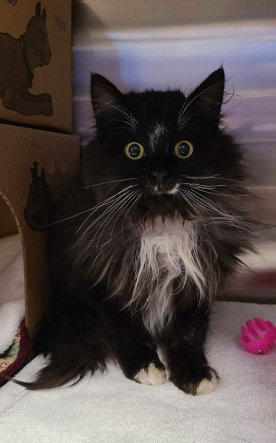 GlobalNews - Staff Personalities | Victoria Femia