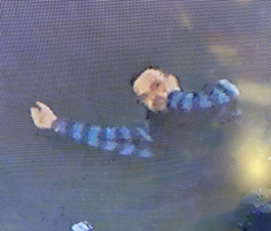 Victoria police seek man caught on camera kicking dog - BC | Globalnews.ca