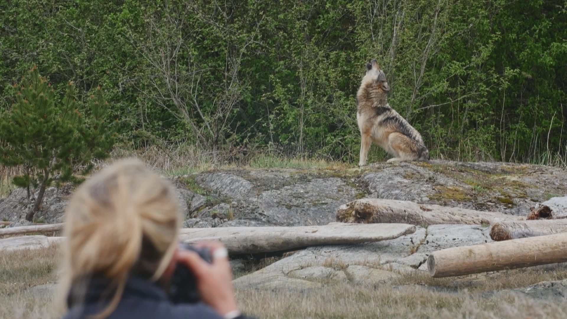 B.C. documentary dives into human connection to wolves - Okanagan ...