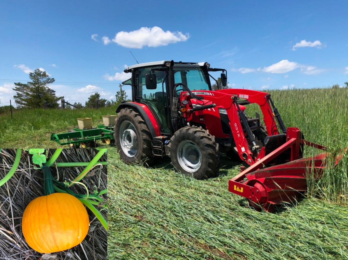Pumpkin growing process earns Indian River Acres first Peterborough ...