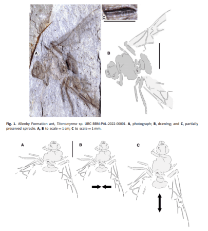 Canada’s first ‘giant’ ant fossil found in Princeton, B.C. | Globalnews.ca