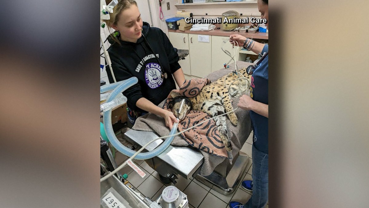 Cocaine cat: Serval found high on narcotics in Ohio neighbourhood ...
