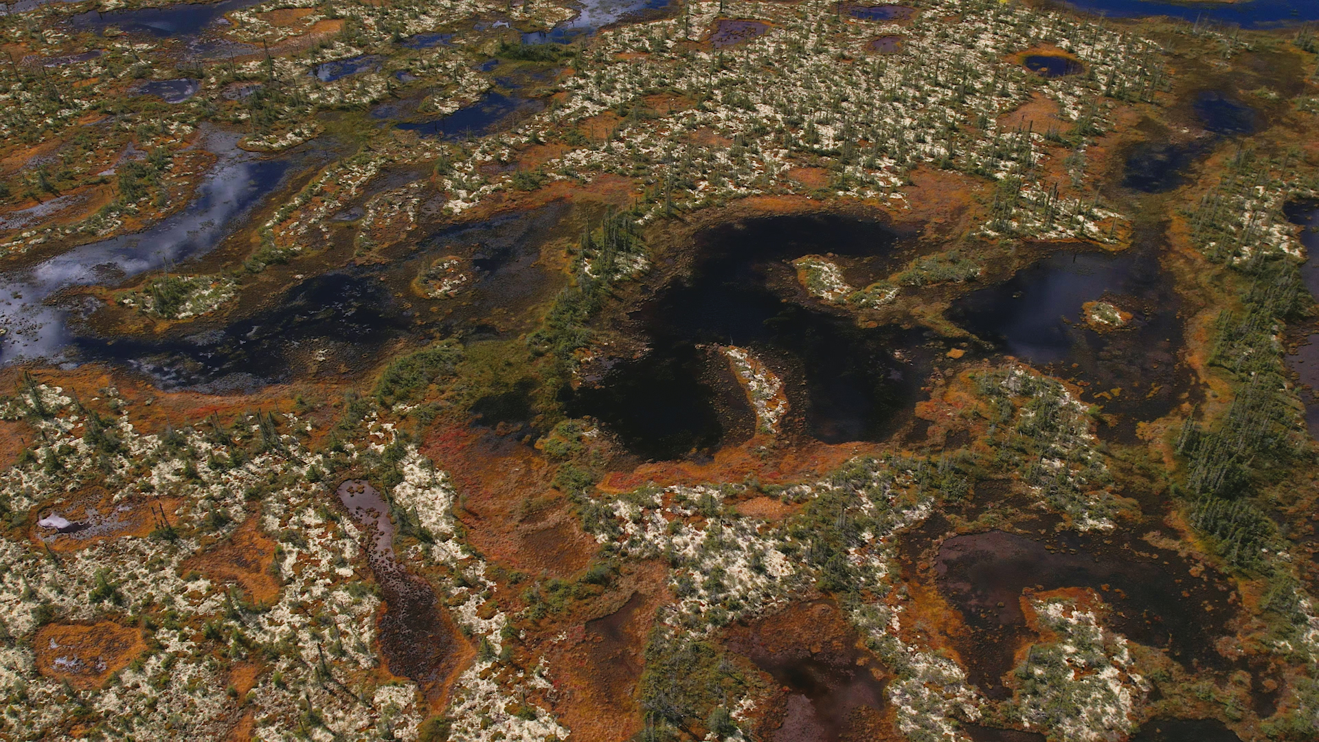 Treasure, conflict, and survival in Canada’s peatlands | Globalnews.ca