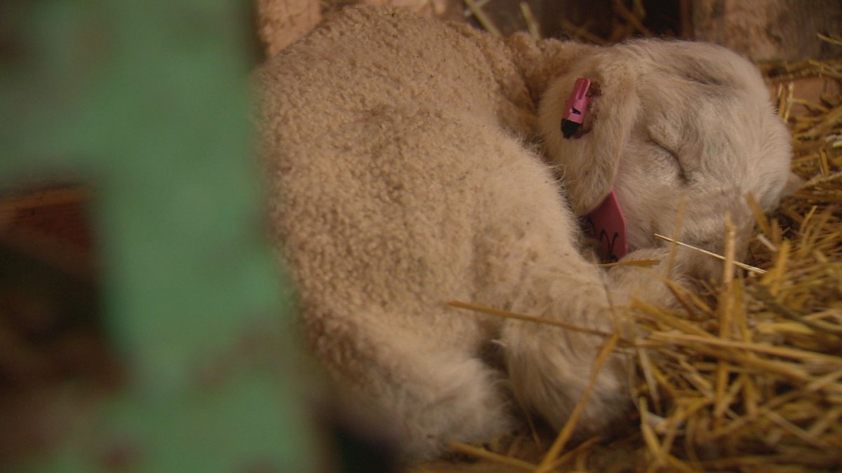 No sleep for ewe: 11 lambs born to one Sask. farmer during weekend ...