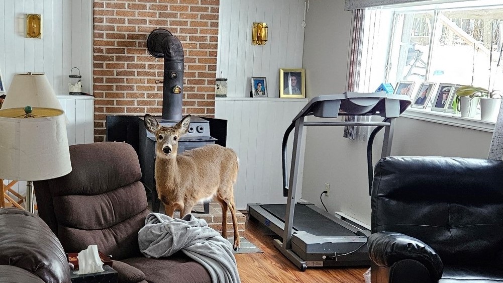 D’oh, a deer: Hooved bandit breaks into N.B. home, leaving ‘quite a ...