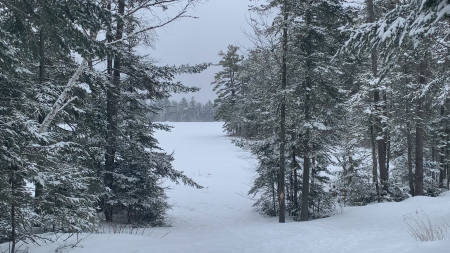 Fredericton named Forest Capital of Canada by national forestry ...