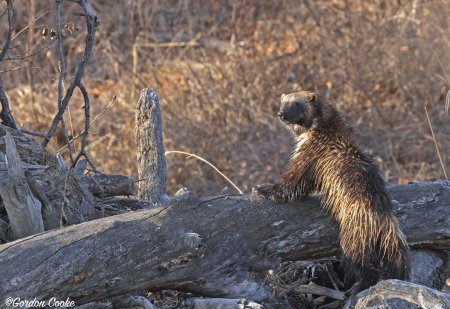 Rare wolverine sighting caught on camera by Calgary photographer ...