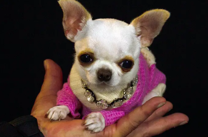 ‘Smaller than a popsicle stick’: Meet Pearl, the world’s shortest dog ...
