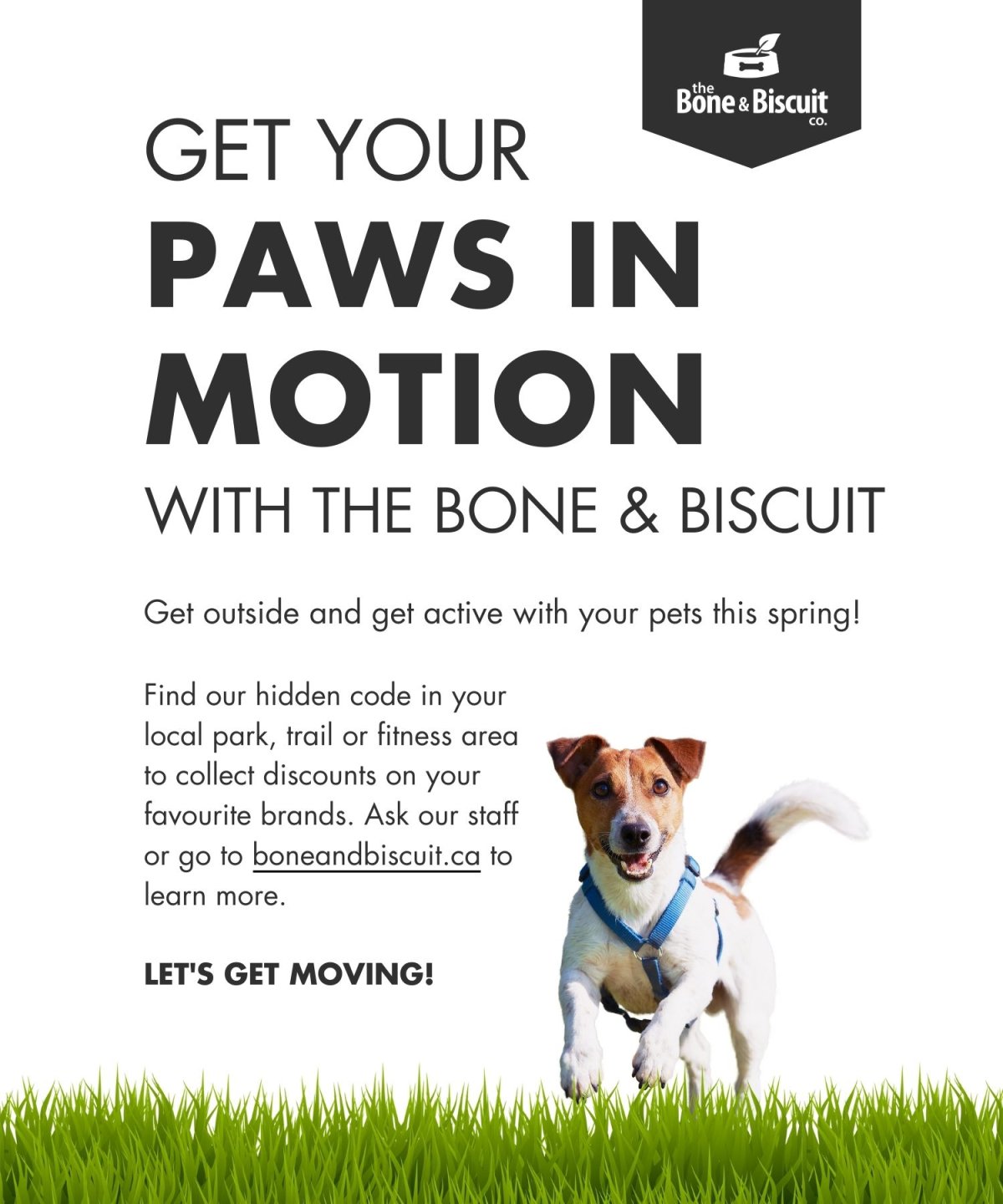 Canine Fitness Month: Paws In Motion - GlobalNews Events