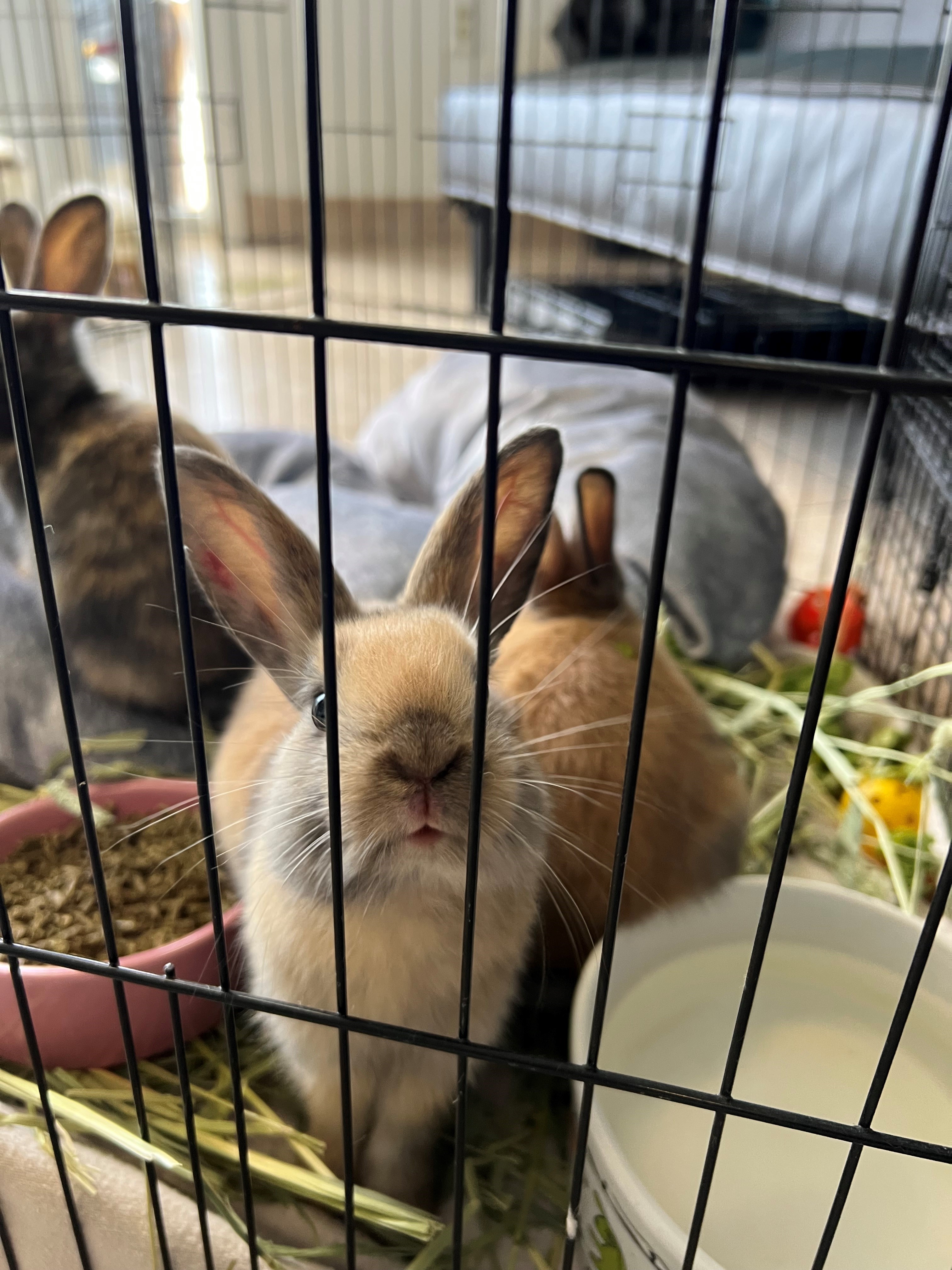 15 rabbits, mostly babies, found abandoned in N.S. driveway: SPCA ...