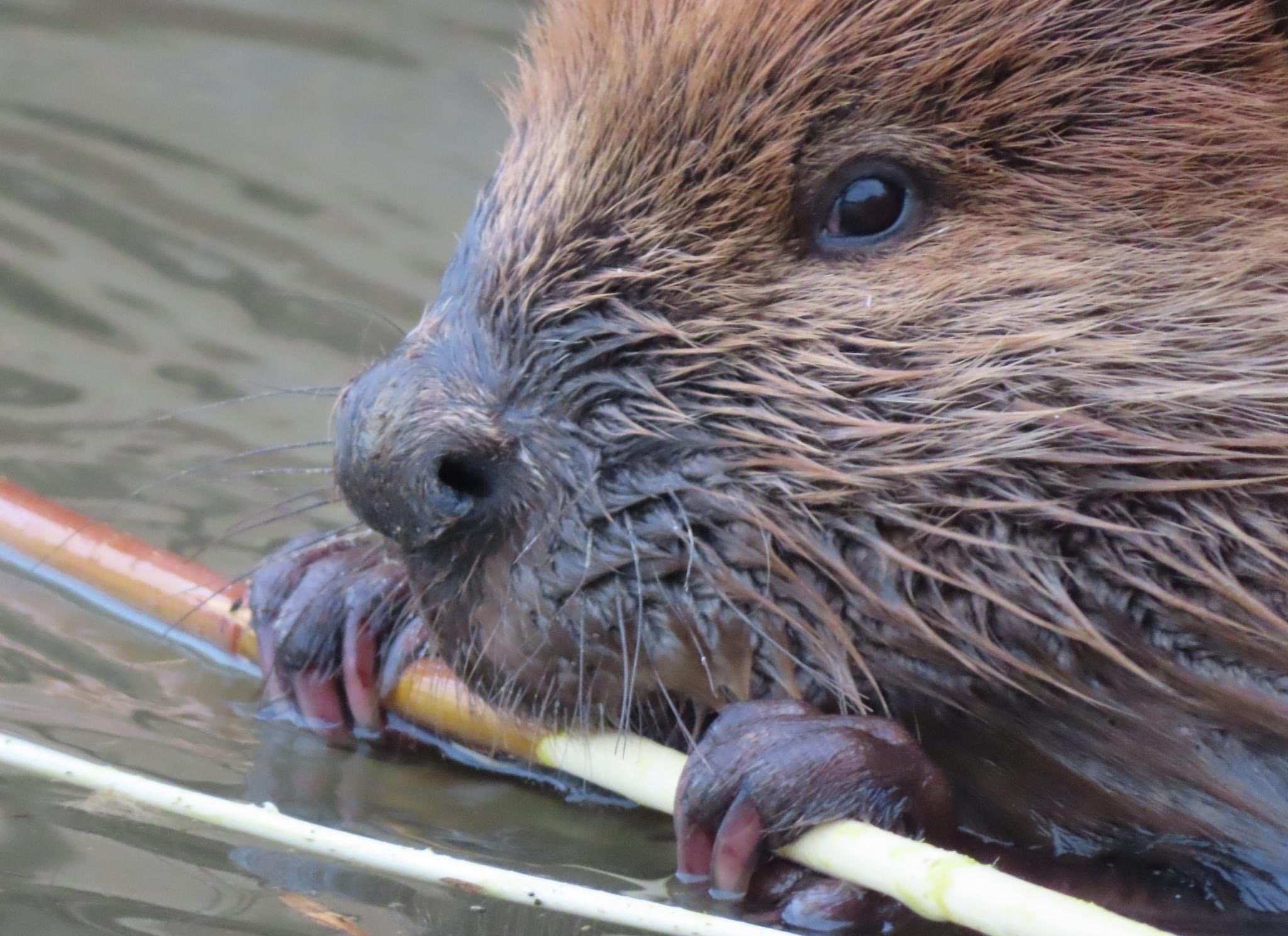 Wildlife advocacy group urging B.C. to stop beaver trapping related to ...