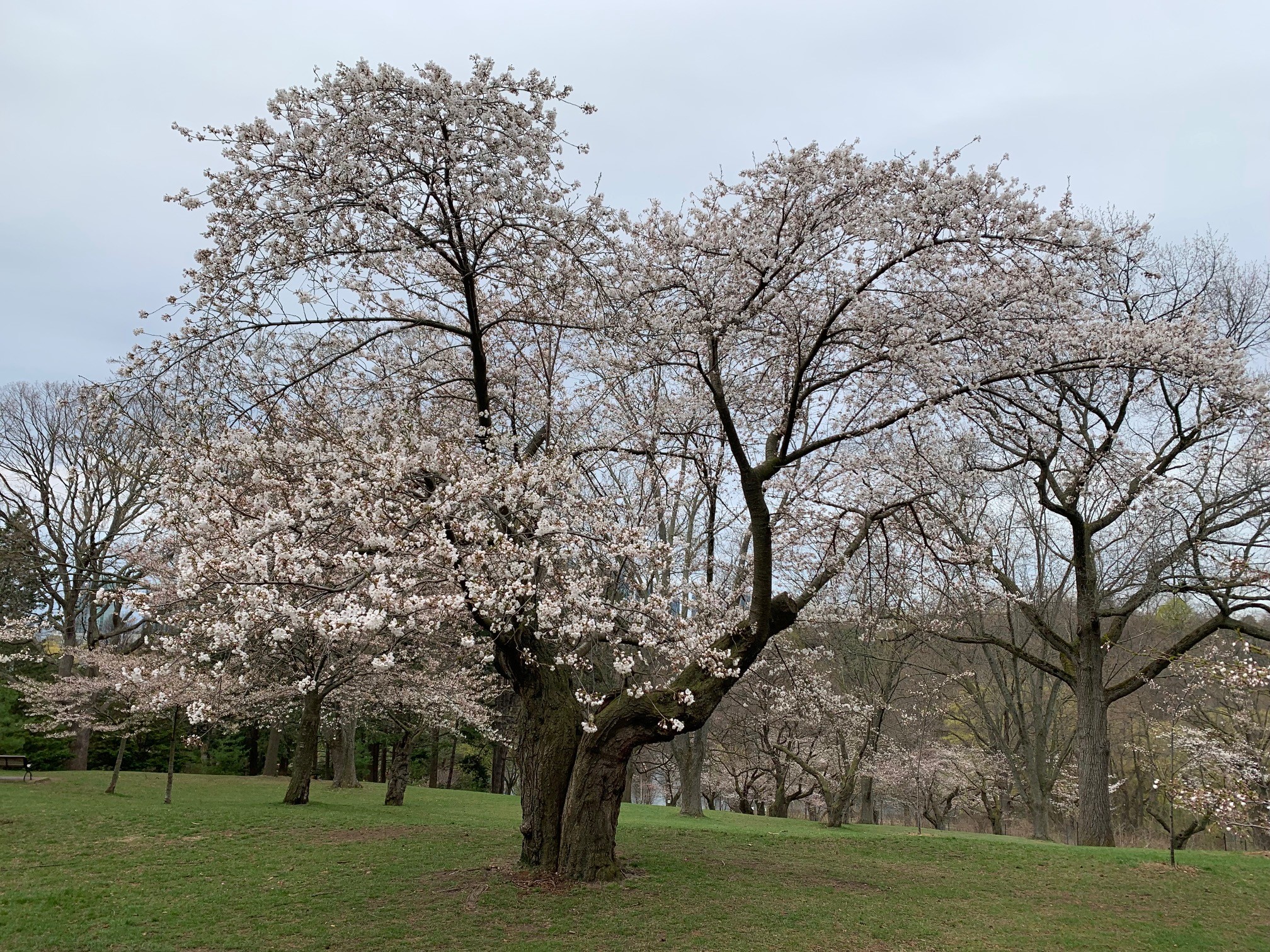 Toronto cherry blossom set to reach peak bloom. Here’s when and where ...