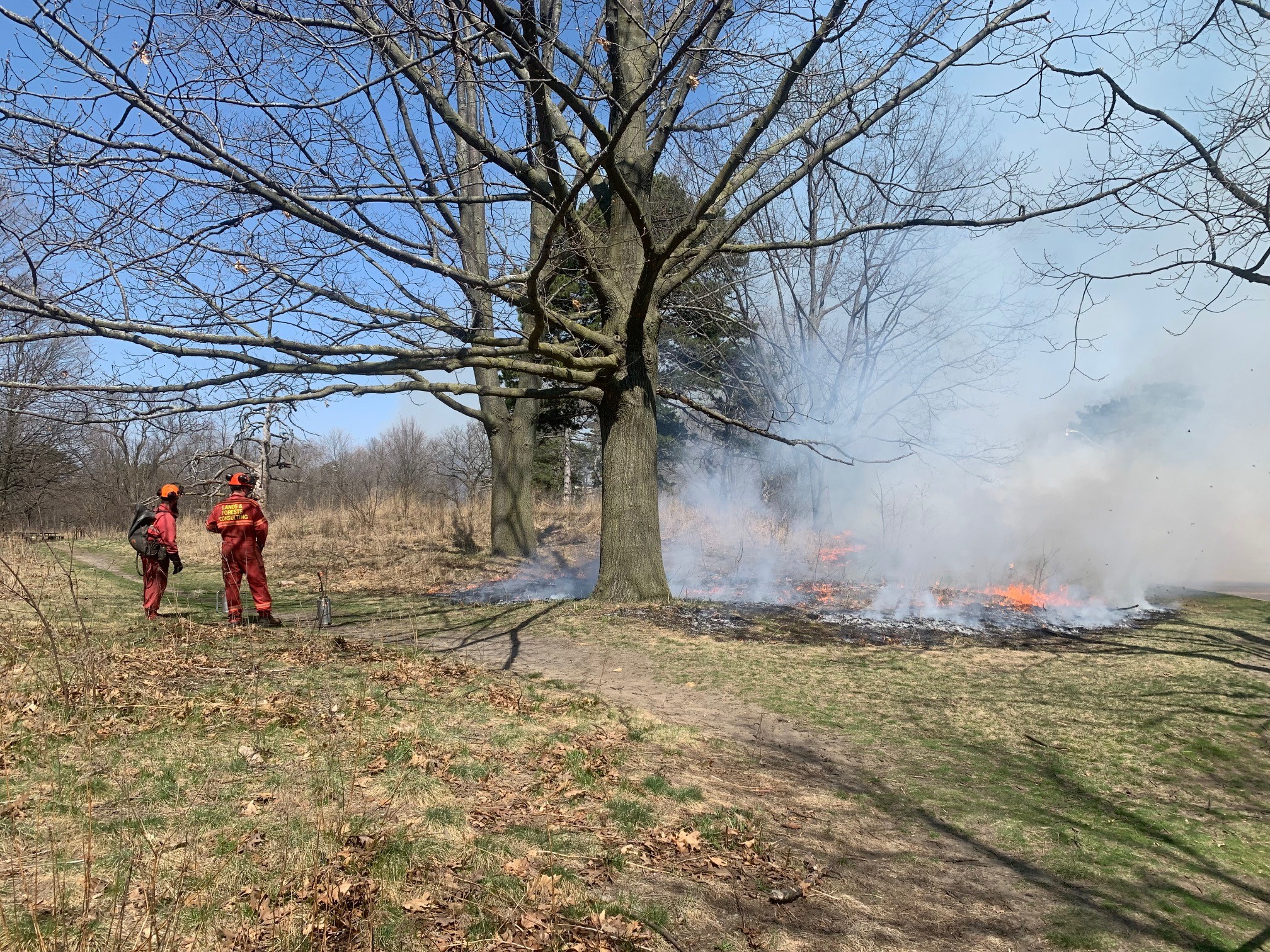Toronto carries out High Park controlled burn as part of Black Oak ...