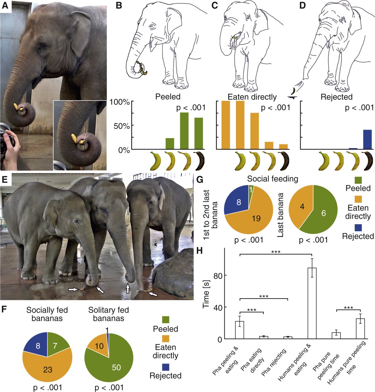 Elephant learns how to peel bananas, wowing researchers — but she’s a ...