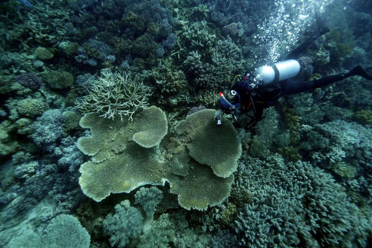 An ancient coral reef teeming with life found in the Galapagos ...