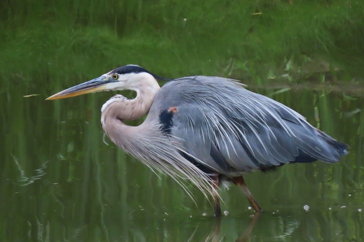 For the birds: a London, Ont. guide to the growing hobby - London ...