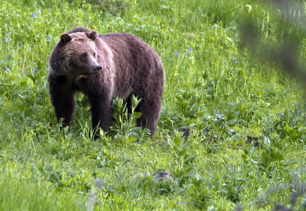 B.C. tree planter was injured in ‘defensive attack’ by bear: Officials ...