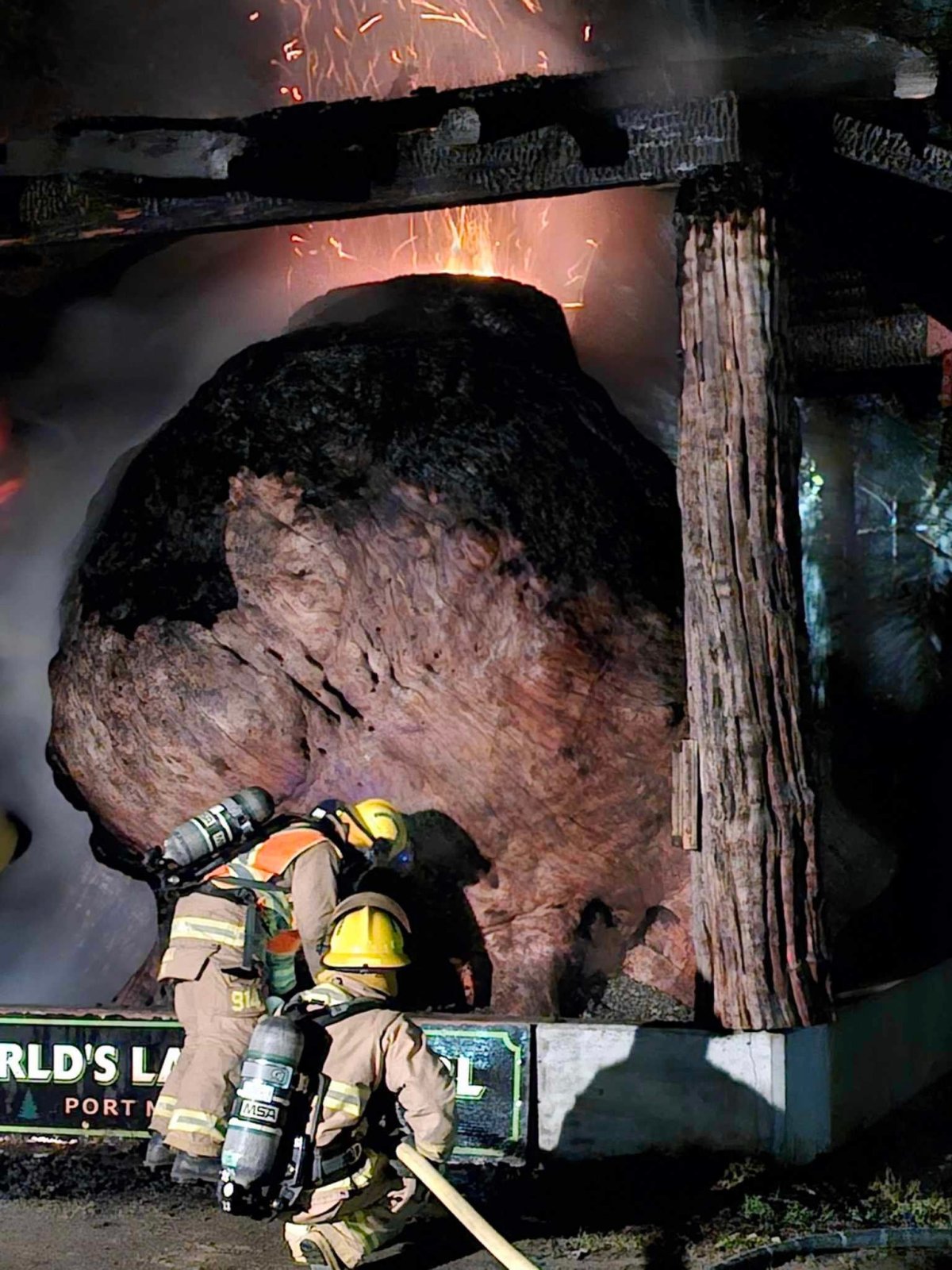 World’s largest burl in Port McNeill B.C. badly damaged in ‘suspicious ...