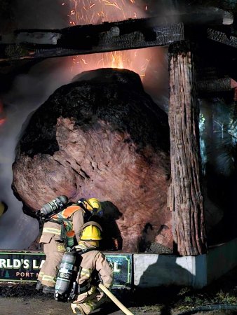 World’s largest burl in Port McNeill B.C. badly damaged in ‘suspicious ...